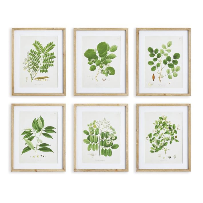 TREE LEAF STUDY, SET OF 6 | Ivystone