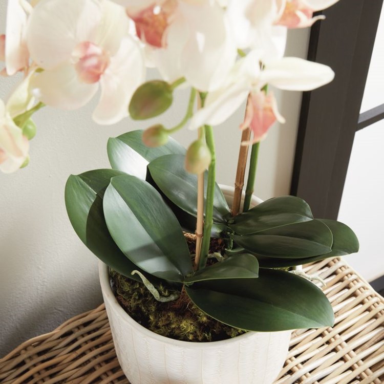 PHALAENOPSIS ORCHID DROP-IN 23" | Ivystone