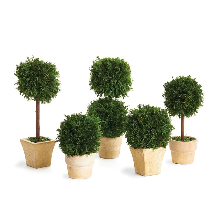 CYPRESS MINI TOPIARIES IN POTS, SET OF 5 | Ivystone CYPRESS MINI TOPIARIES IN POTS, SET OF 5 | Ivystone