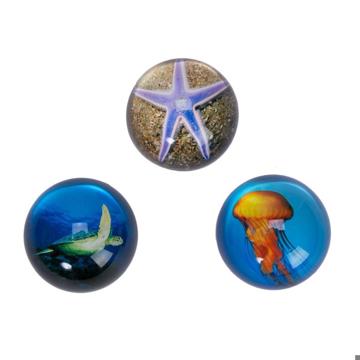 3/A SEA LIFE PAPERWEIGHTS | Ivystone