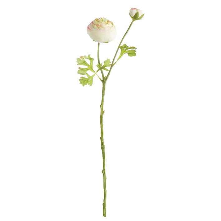 RANUNCULUS STEM 21" | Ivystone