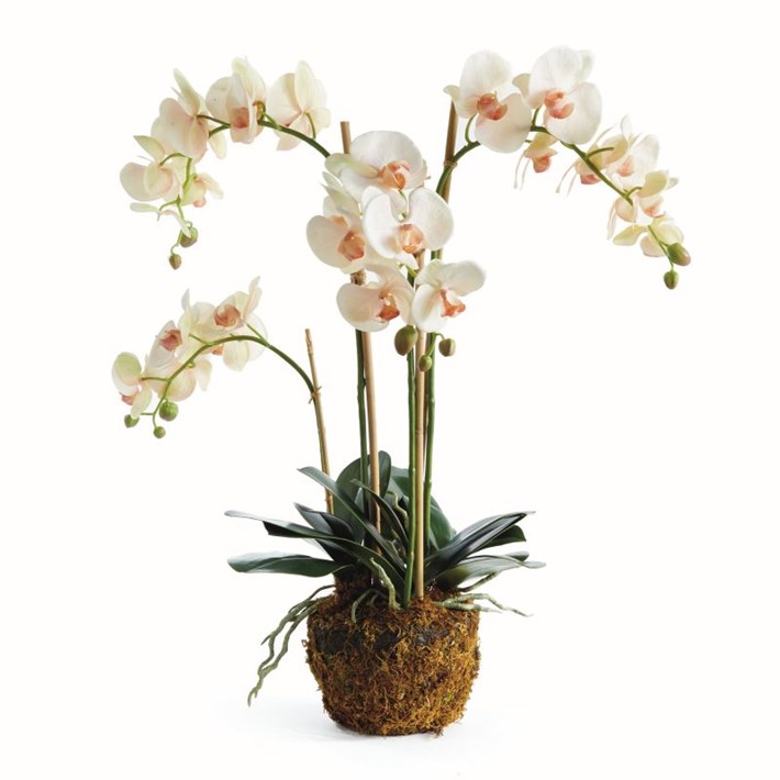 PHALAENOPSIS ORCHID DROP-IN 30" | Ivystone